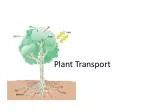 PPT - Plant Transport PowerPoint Presentation, free download - ID:9331743