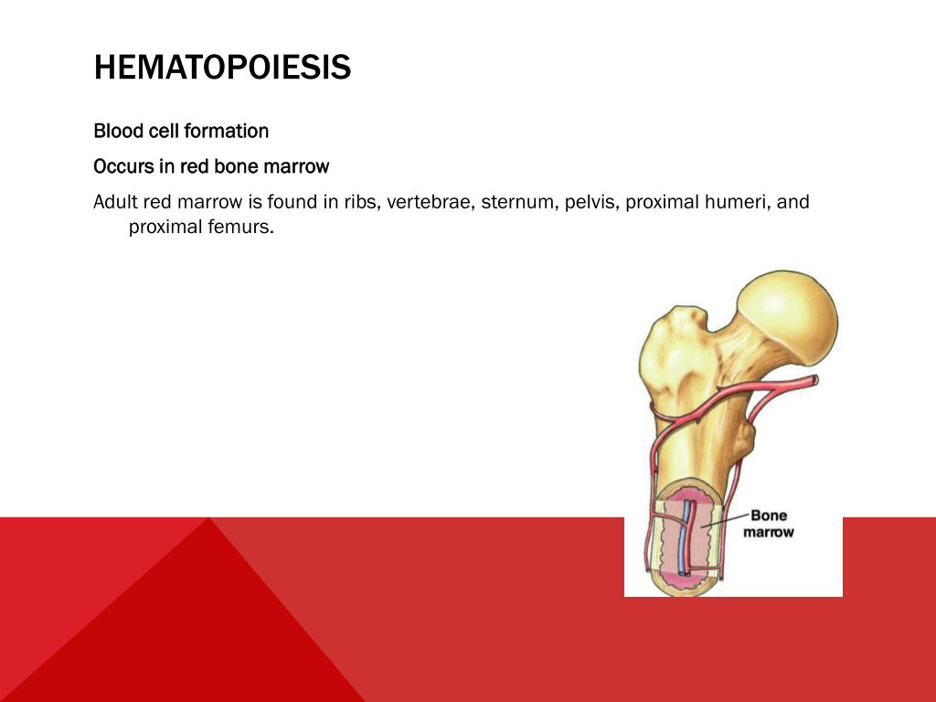 PPT - Hematopoiesis PowerPoint Presentation, free download - ID:5601118