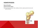 PPT - Hematopoiesis: Basic Concepts PowerPoint Presentation, free ...