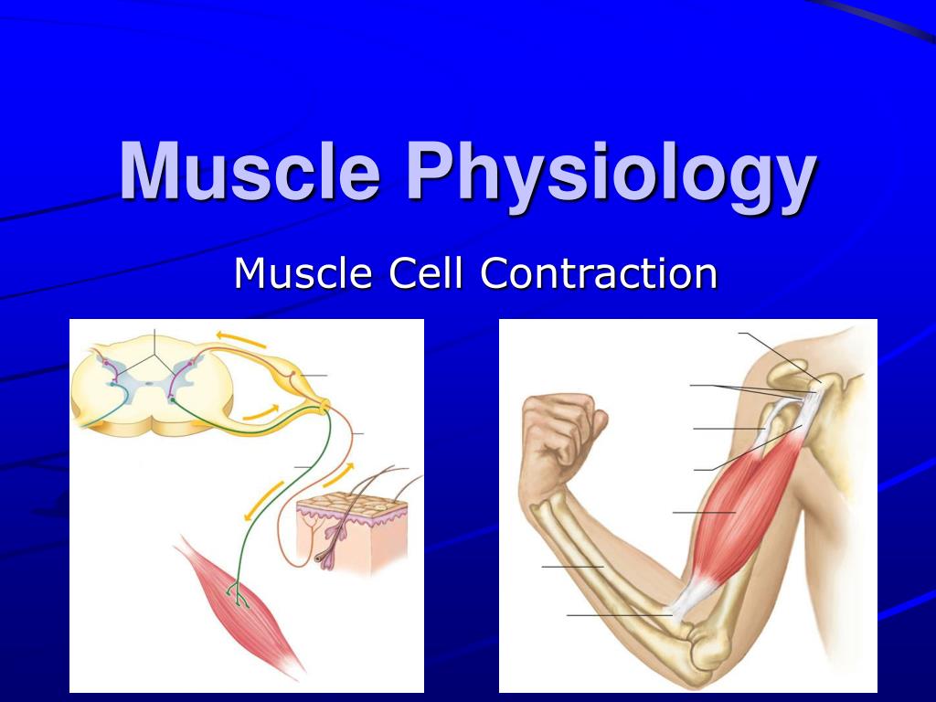PPT - Muscle Physiology PowerPoint Presentation, free download - ID:5602217