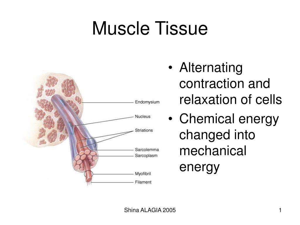 PPT - Muscle Tissue PowerPoint Presentation, free download - ID:5602243