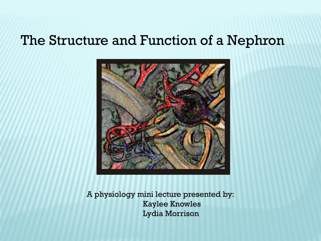 PPT - The Structure and Function of a Nephron PowerPoint Presentation ...