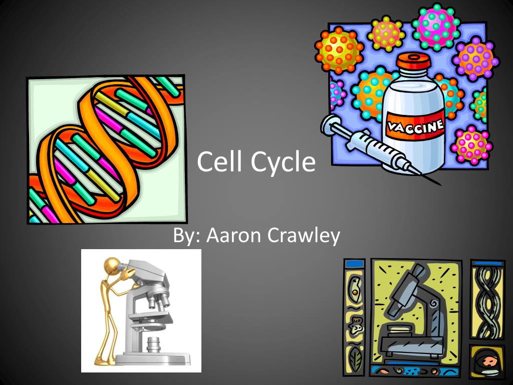PPT - Cell Cycle PowerPoint Presentation, free download - ID:5610252