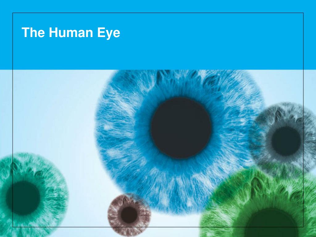 PPT - The Human Eye PowerPoint Presentation, free download - ID:5610678