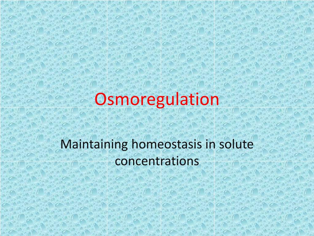 PPT - Osmoregulation PowerPoint Presentation, free download - ID:5613134