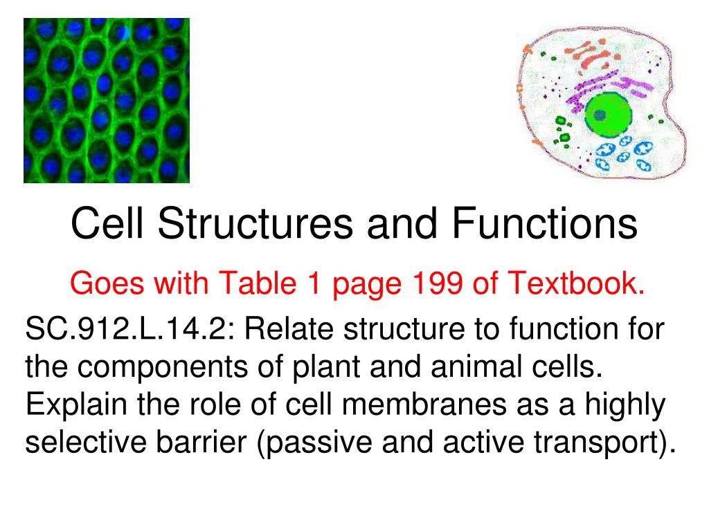 PPT - Cell Structures and Functions PowerPoint Presentation, free ...