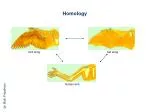 PPT - Homology vs. Homoplasy PowerPoint Presentation, free download ...