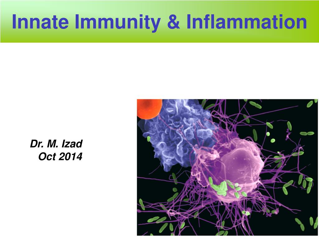 PPT - Innate Immunity & Inflammation PowerPoint Presentation, free ...