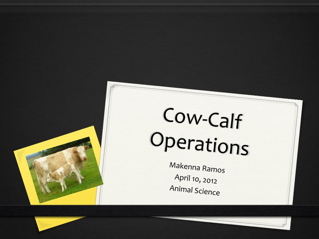 PPT - Cow-Calf Operations PowerPoint Presentation, free download - ID ...