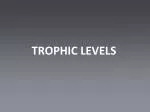 PPT - Trophic Levels and Food Chains PowerPoint Presentation, free ...