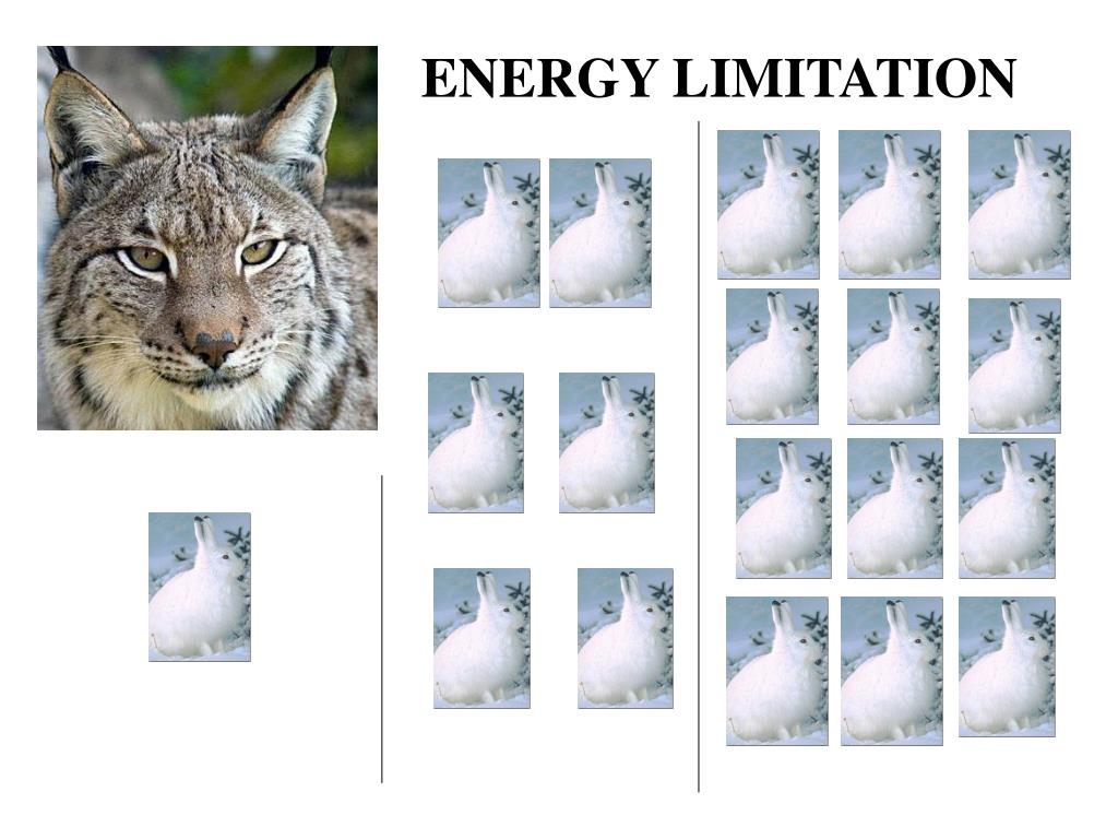 PPT - ENERGY LIMITATION PowerPoint Presentation, free download - ID:5628677