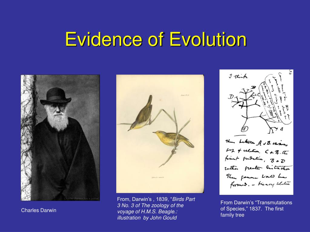 PPT - Evidence of Evolution PowerPoint Presentation, free download - ID ...