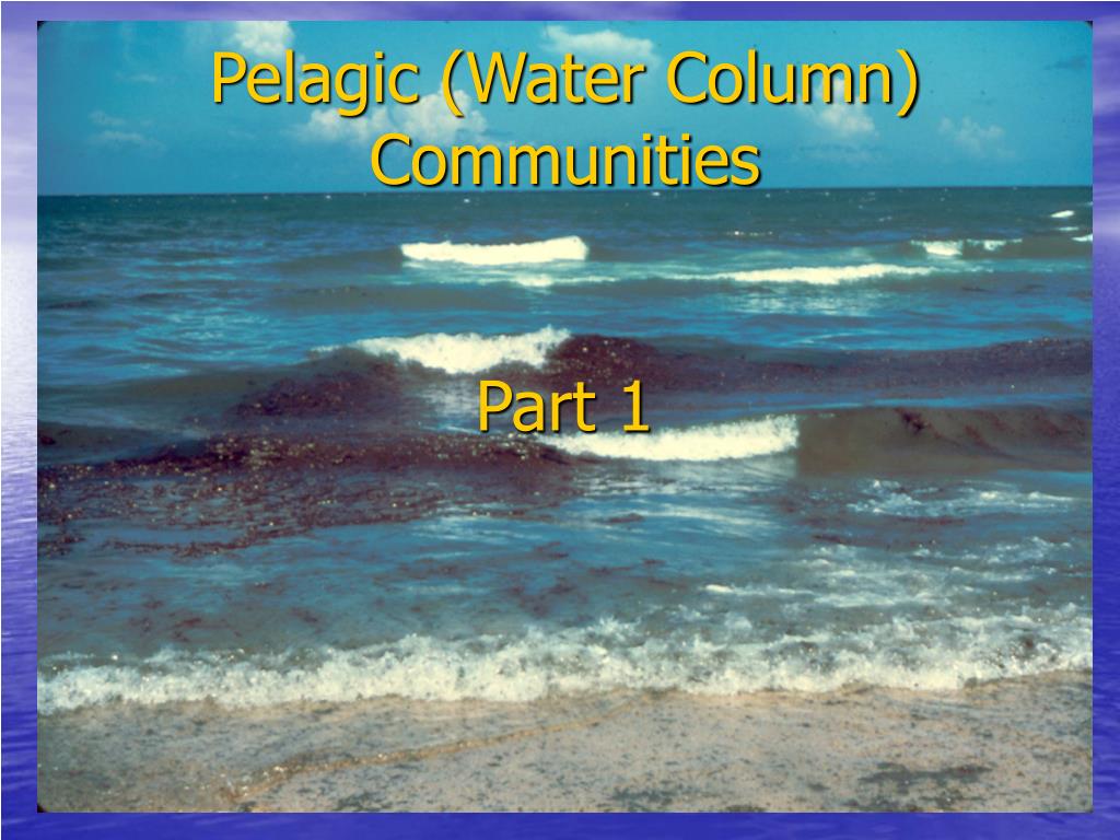 PPT - Pelagic (Water Column) Communities Part 1 PowerPoint Presentation ...