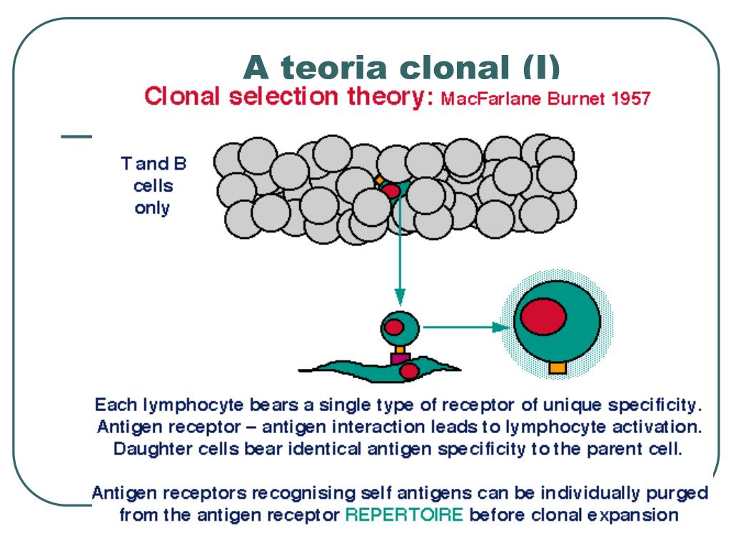PPT - A teoria clonal (I) PowerPoint Presentation, free download - ID ...