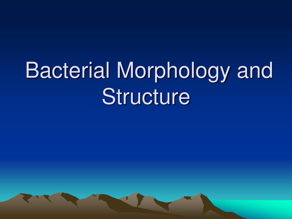 PPT - Bacterial Morphology and Structure PowerPoint Presentation, free ...