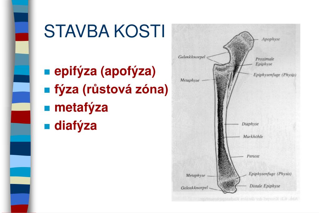 PPT - STAVBA KOSTI PowerPoint Presentation, free download - ID:5647759