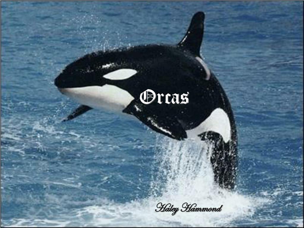PPT - Orcas PowerPoint Presentation, free download - ID:5649843