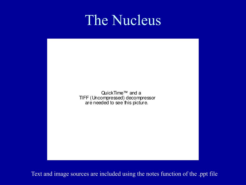 PPT - The Nucleus PowerPoint Presentation, free download - ID:5652851