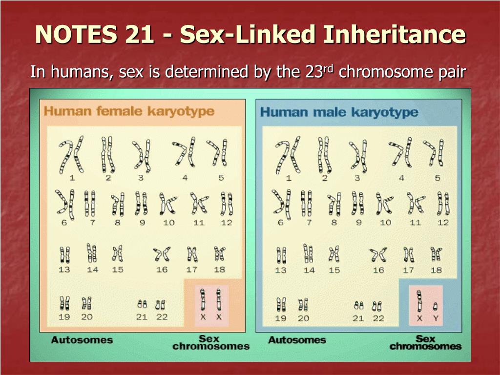 PPT - NOTES 21 - Sex-Linked Inheritance PowerPoint Presentation, free ...