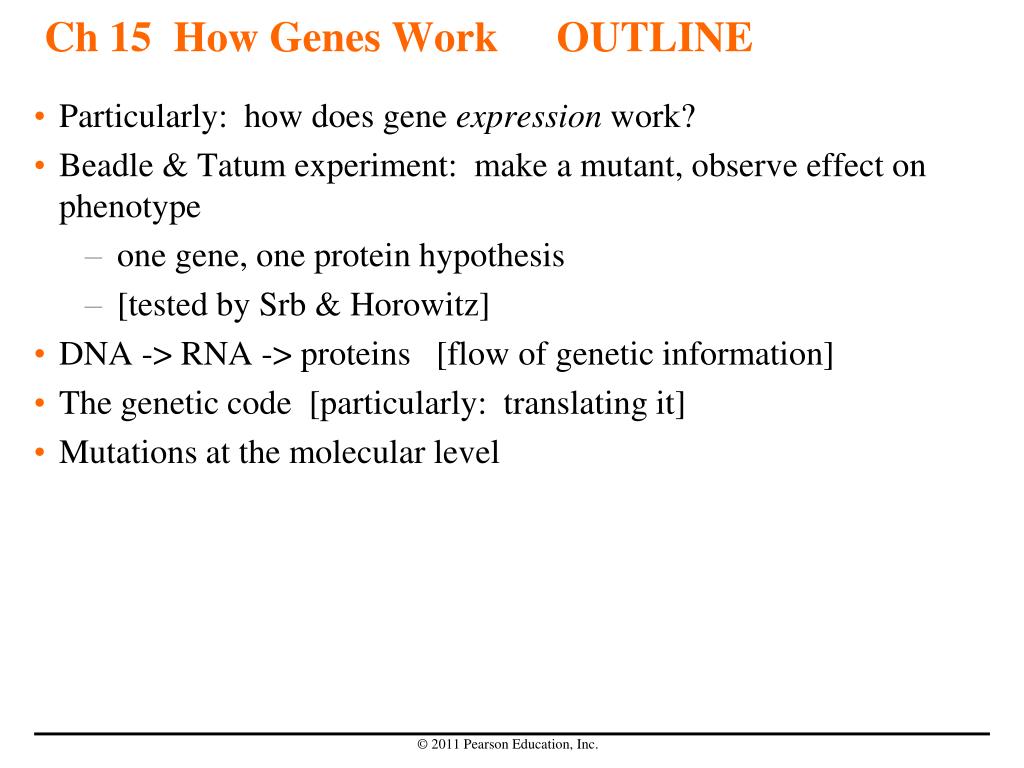 PPT - Ch 15 How Genes Work OUTLINE PowerPoint Presentation, free ...