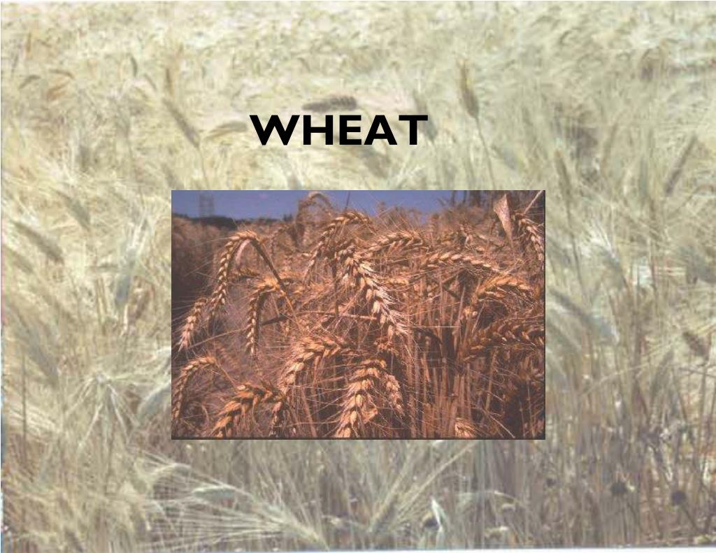 PPT - WHEAT PowerPoint Presentation, free download - ID:5657622