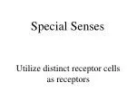 PPT - Special Senses PowerPoint Presentation, free download - ID:6059624