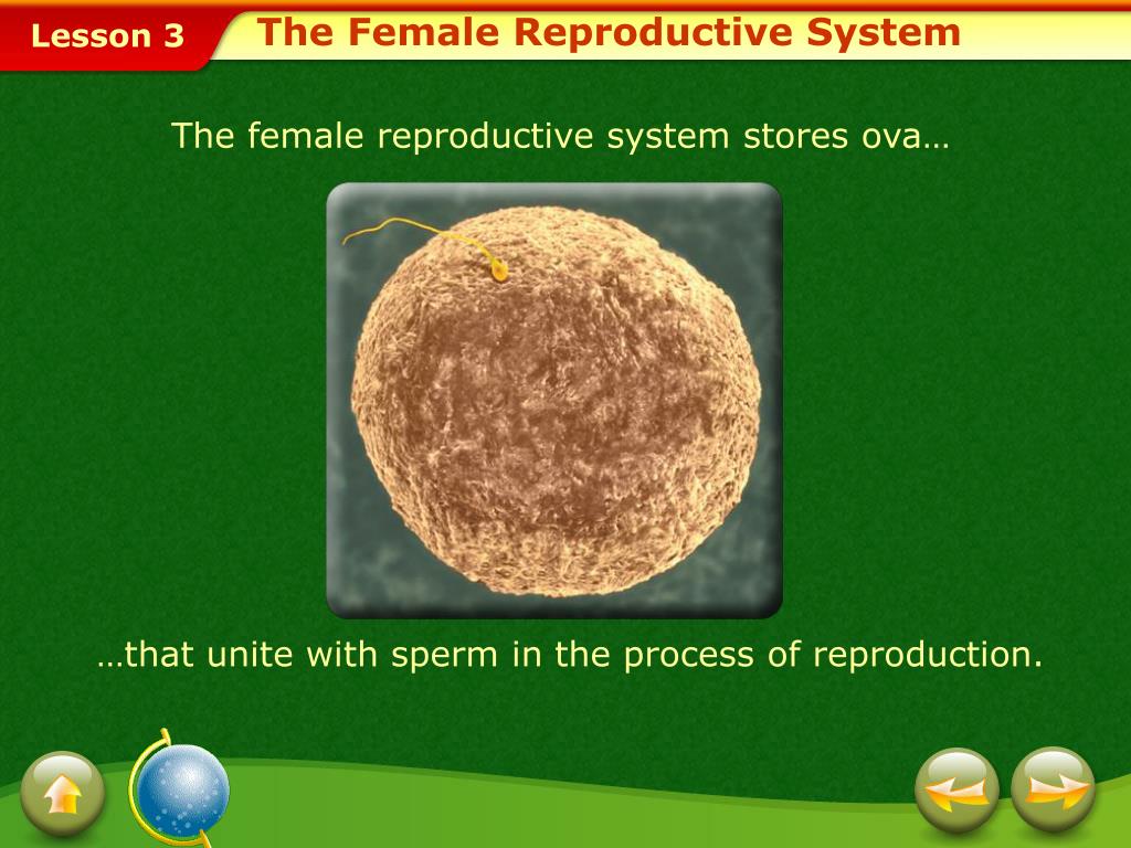 PPT - The Female Reproductive System PowerPoint Presentation, free ...