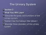 PPT - The Urinary System PowerPoint Presentation, free download - ID:331709