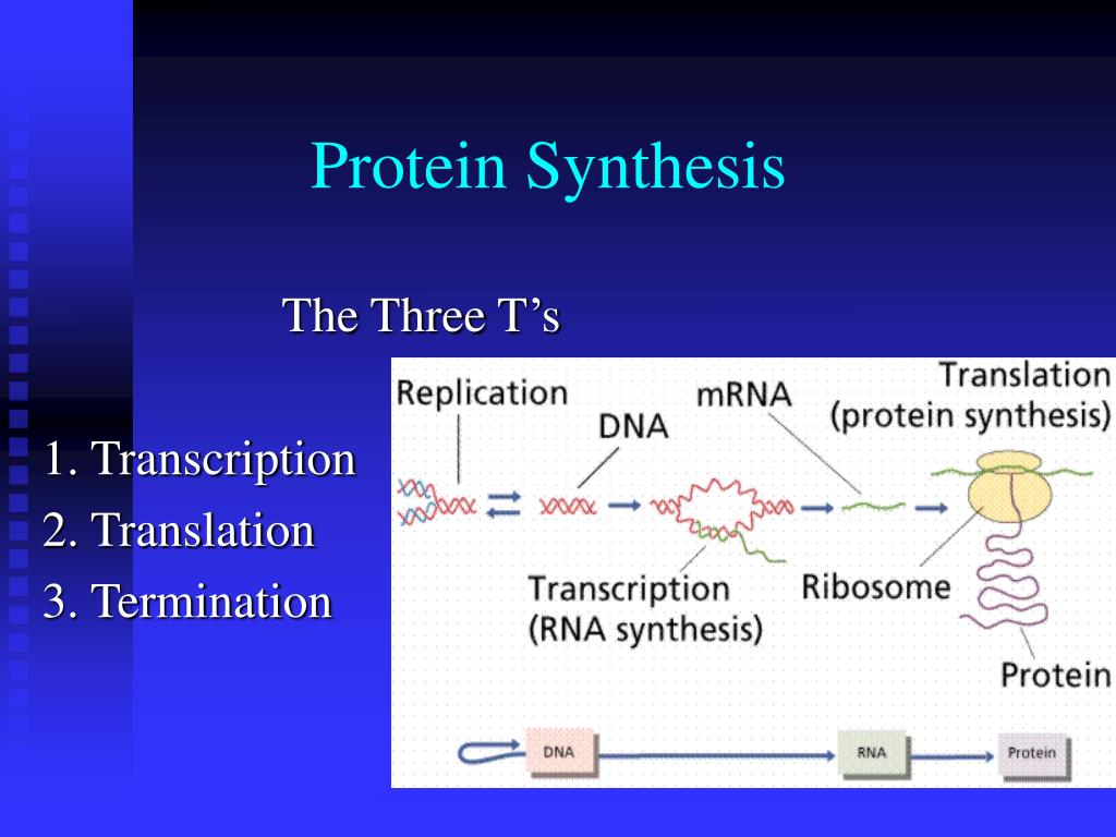 PPT - Protein Synthesis PowerPoint Presentation, free download - ID:5686185