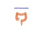 PPT - INTESTINO PRIMITIVO PowerPoint Presentation, free download - ID ...