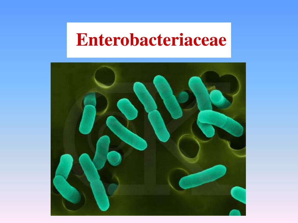 PPT - Enterobacteriaceae PowerPoint Presentation, free download - ID ...