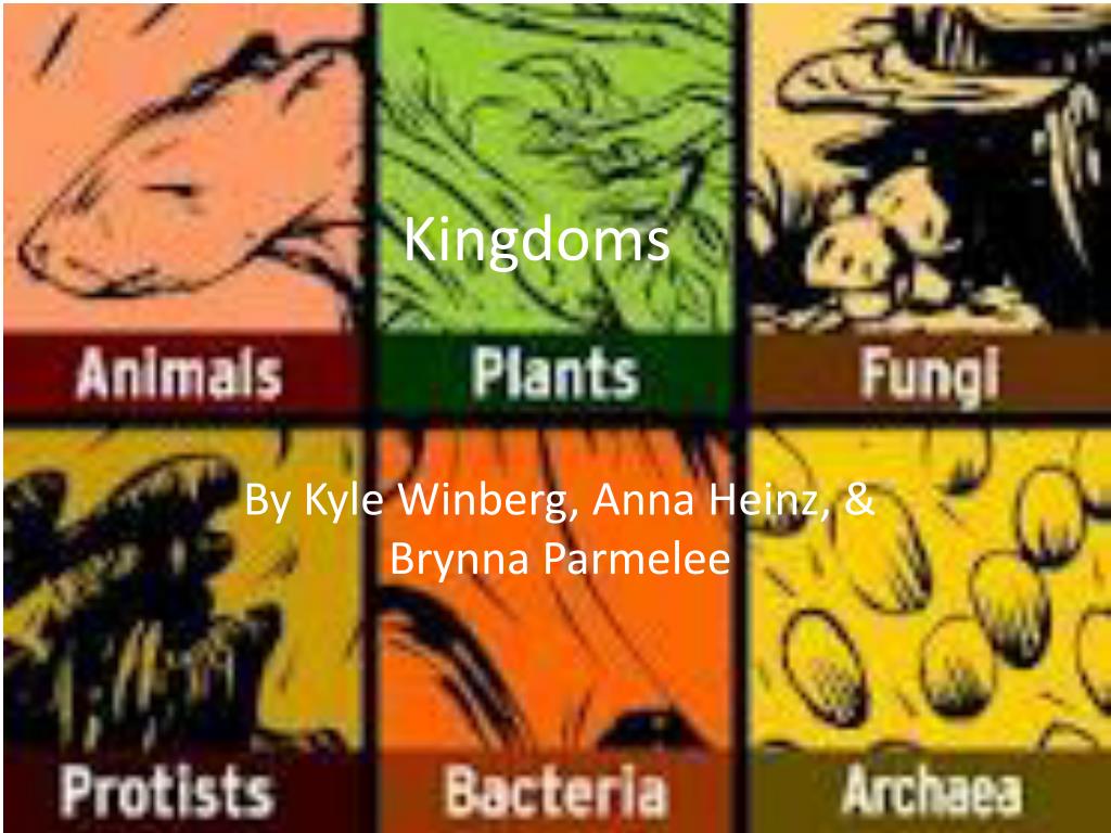 PPT - Kingdoms PowerPoint Presentation, free download - ID:5692480