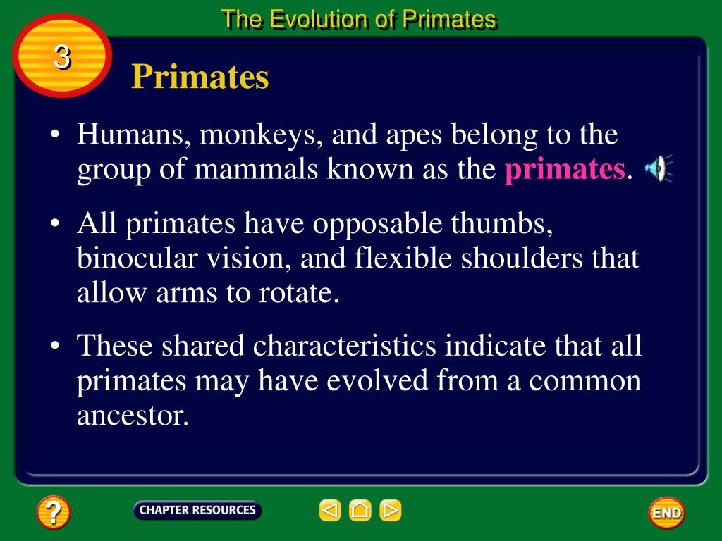 PPT - Primates PowerPoint Presentation, free download - ID:5693610