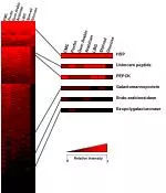 PPT - Intensity PowerPoint Presentation, free download - ID:396317