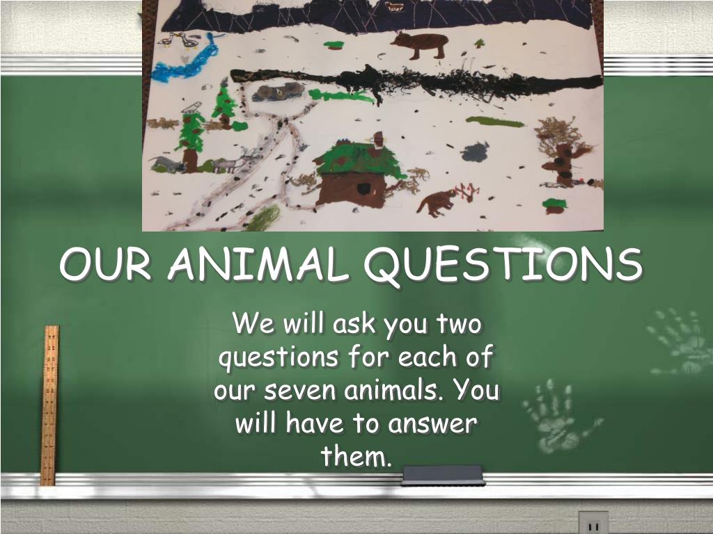 PPT - OUR ANIMAL QUESTIONS PowerPoint Presentation, free download - ID ...