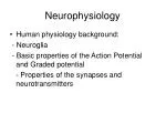 PPT - Neurophysiology PowerPoint Presentation, free download - ID:168209