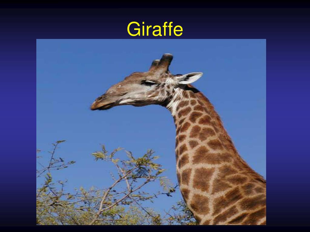PPT - Giraffe PowerPoint Presentation, free download - ID:5706118
