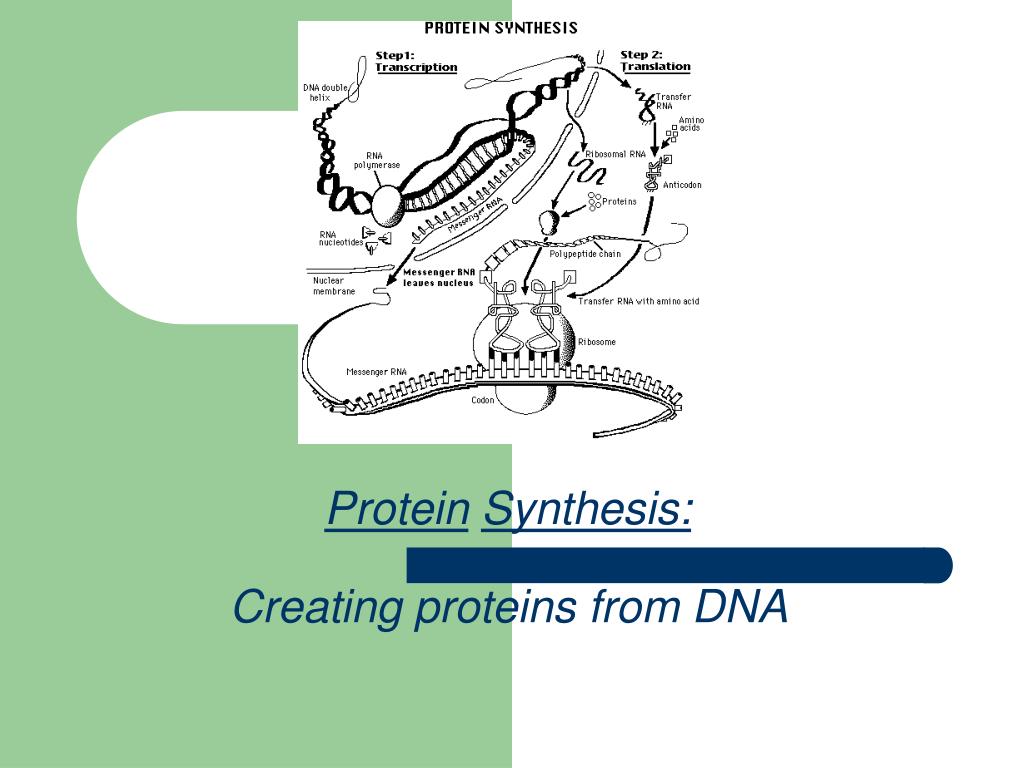 PPT - Protein Synthesis: Creating proteins from DNA PowerPoint ...