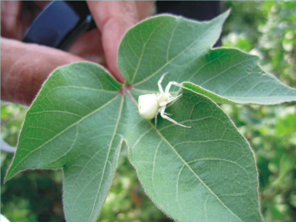 PPT - Beneficial insects PowerPoint Presentation, free download - ID ...