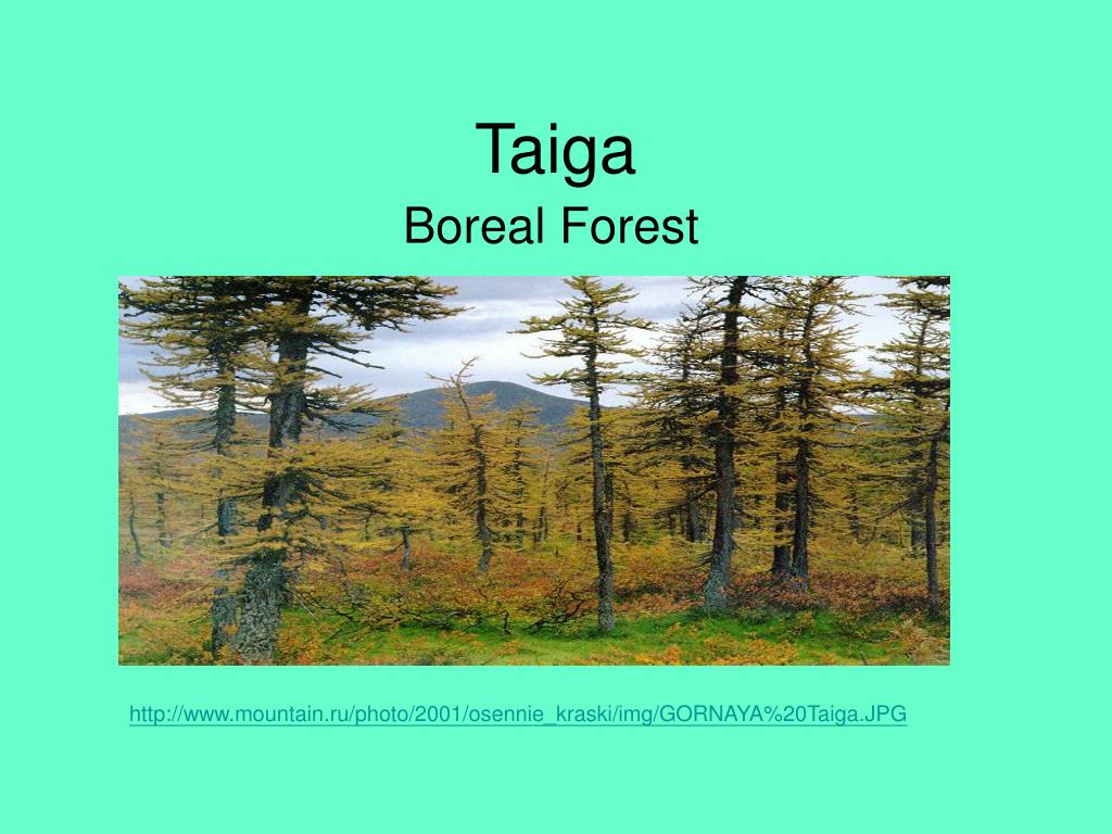 PPT - Taiga PowerPoint Presentation, free download - ID:5713234