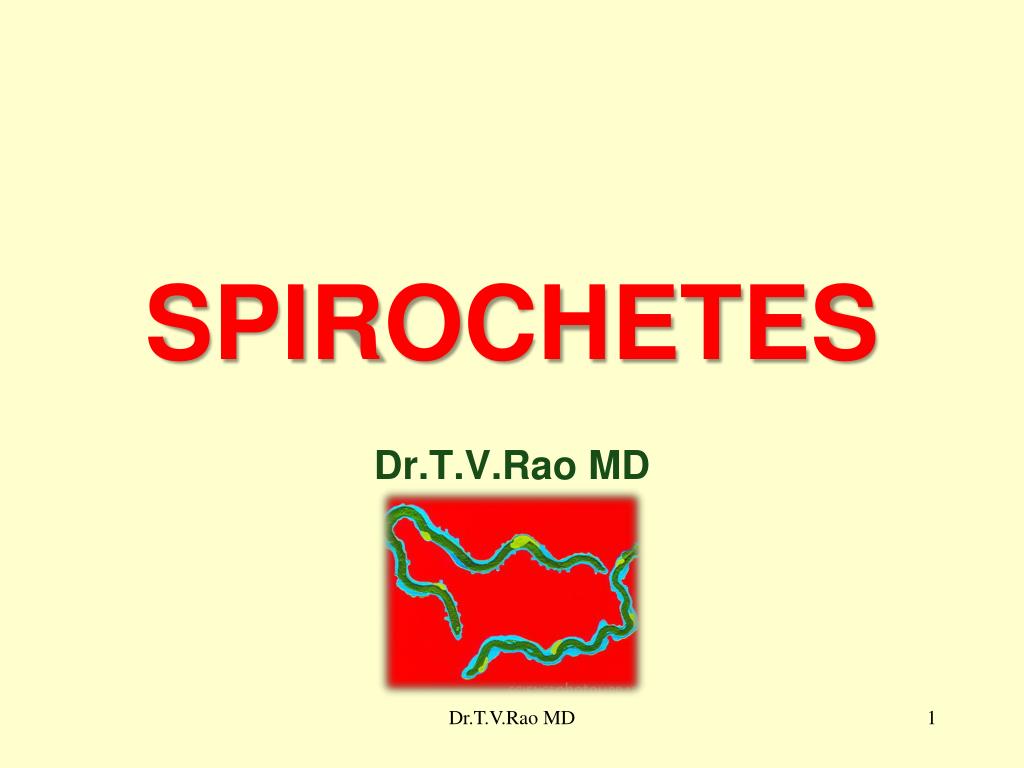PPT - SPIROCHETES PowerPoint Presentation, free download - ID:5716766