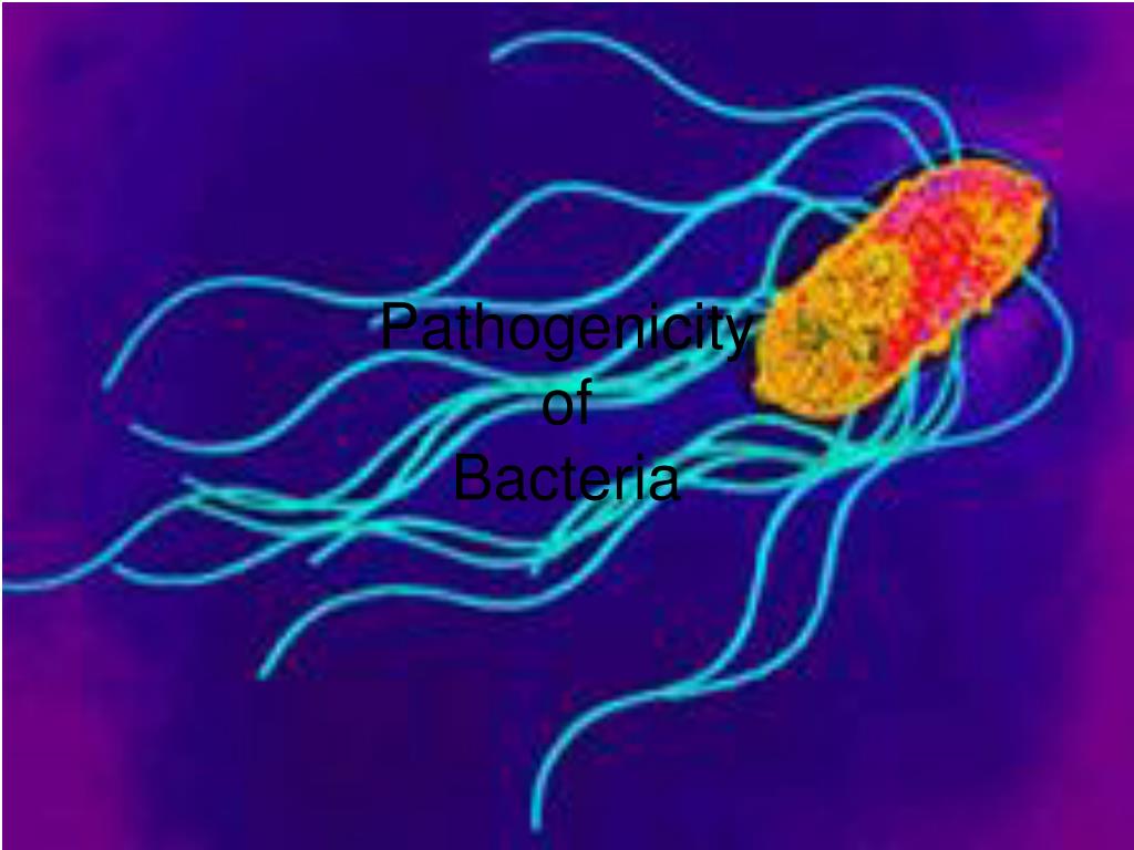 PPT - Pathogenicity of Bacteria PowerPoint Presentation, free download ...