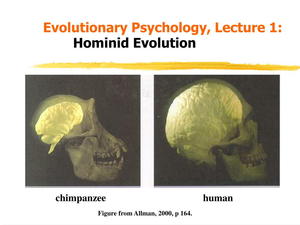 PPT - Evolutionary Psychology, Lecture 1: Hominid Evolution PowerPoint ...