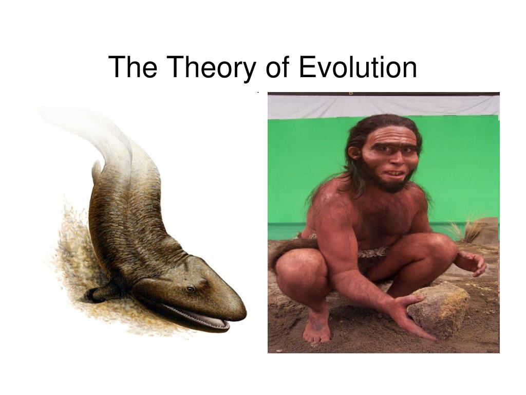 PPT - The Theory of Evolution PowerPoint Presentation, free download ...
