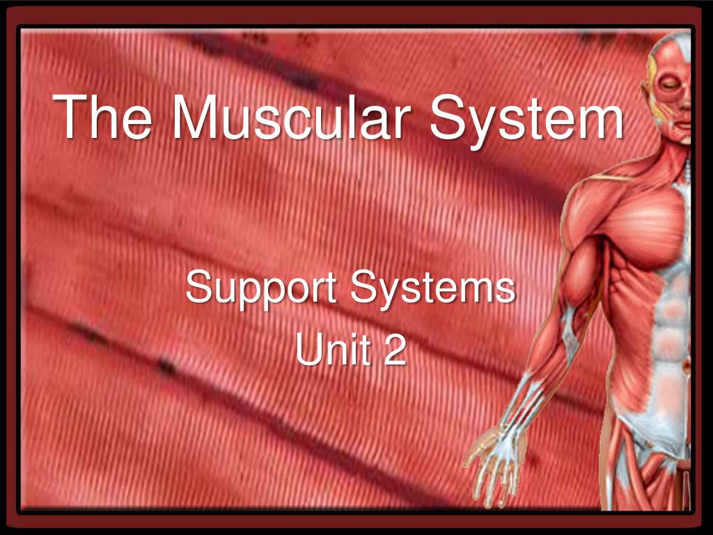 PPT - The Muscular System PowerPoint Presentation, free download - ID ...