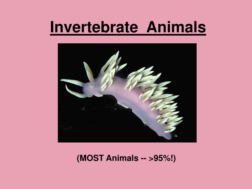 PPT - Invertebrate Animals PowerPoint Presentation, free download - ID ...