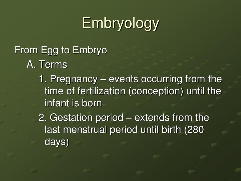 PPT - Embryology PowerPoint Presentation, free download - ID:5741008