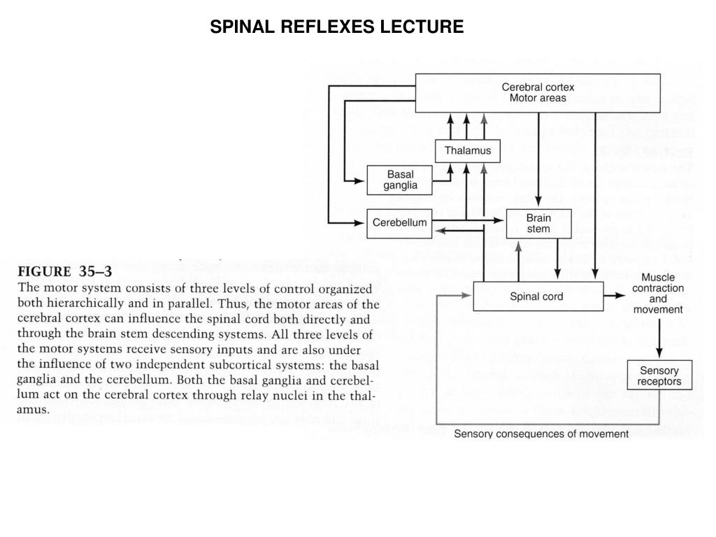 PPT - SPINAL REFLEXES LECTURE PowerPoint Presentation, free download ...