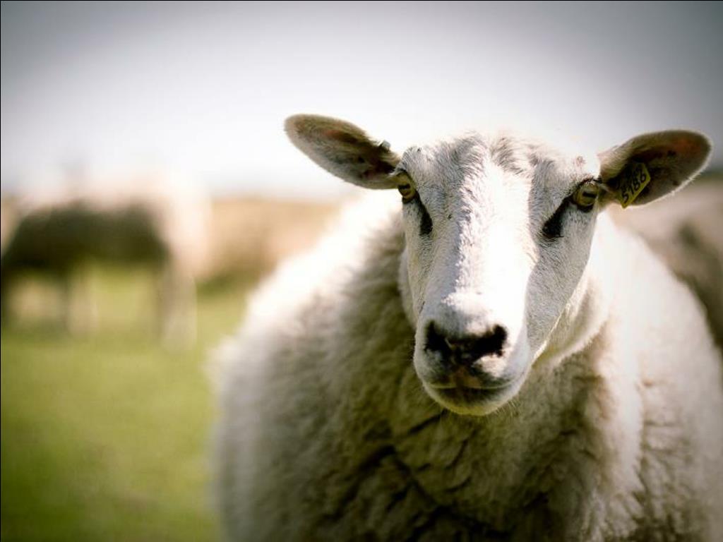 PPT - Psalm 23 PowerPoint Presentation, free download - ID:5746757