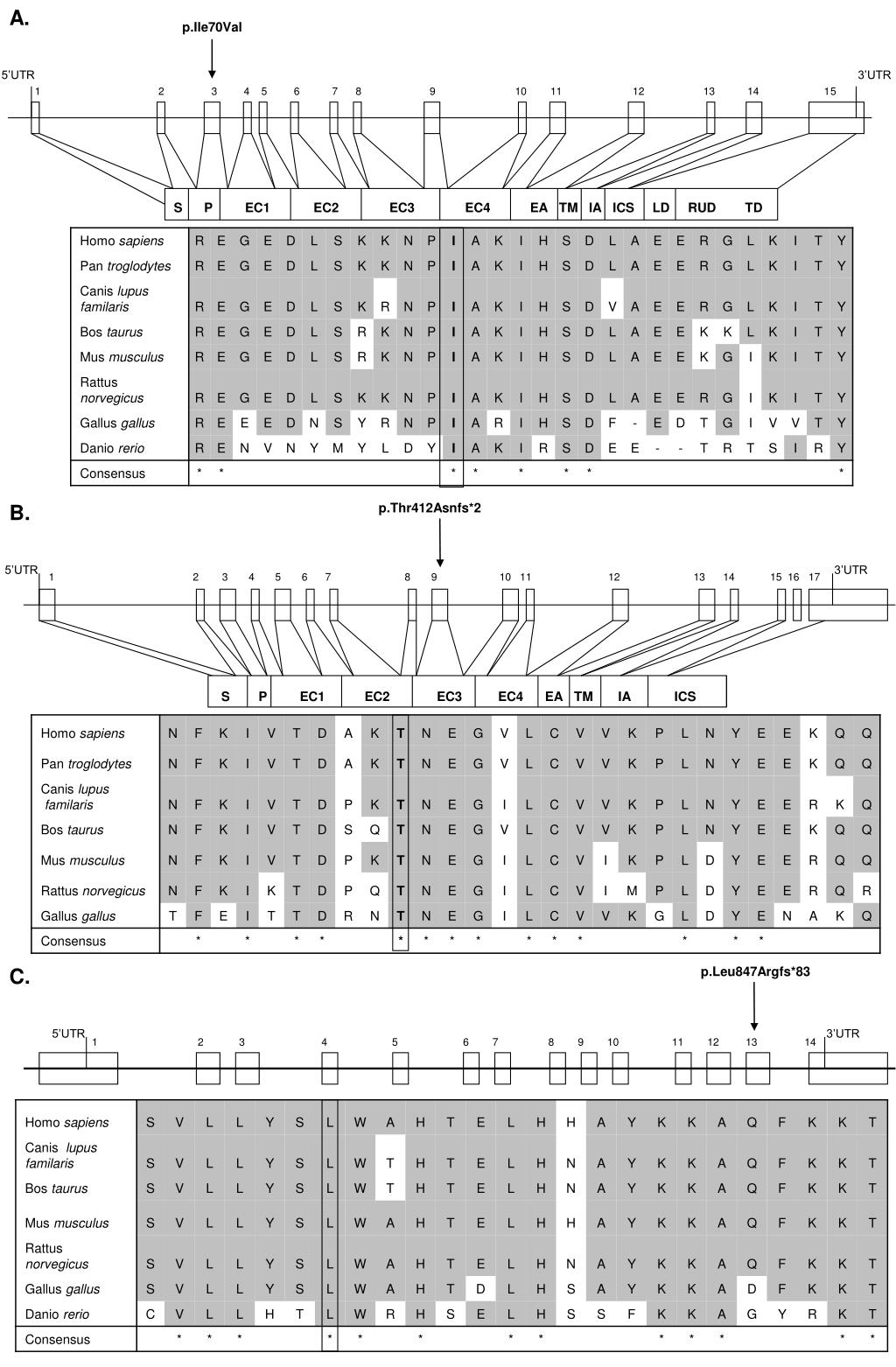 PPT - Genetic Variants in Upstream and Downstream Regions of Novel ...